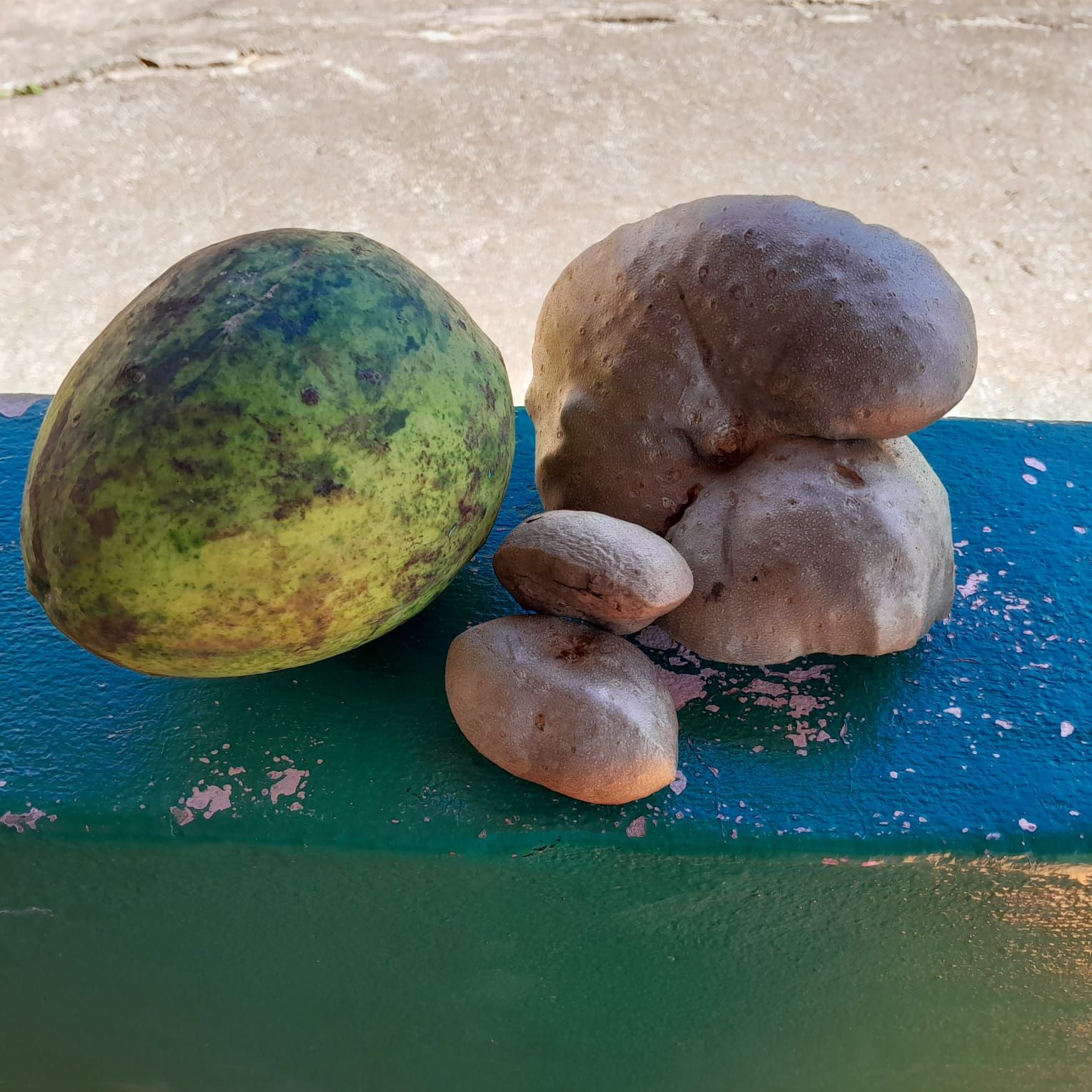 Caritas de El Salvador - Planta y fruto de: “Papa de aire” y Fruto de ...